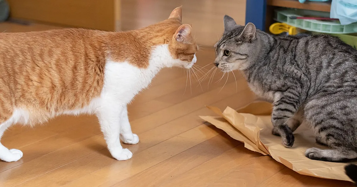 5 πράγματα που πρέπει απαραίτητα να ξέρετε για τους καβγάδες ανάμεσα στις γάτες