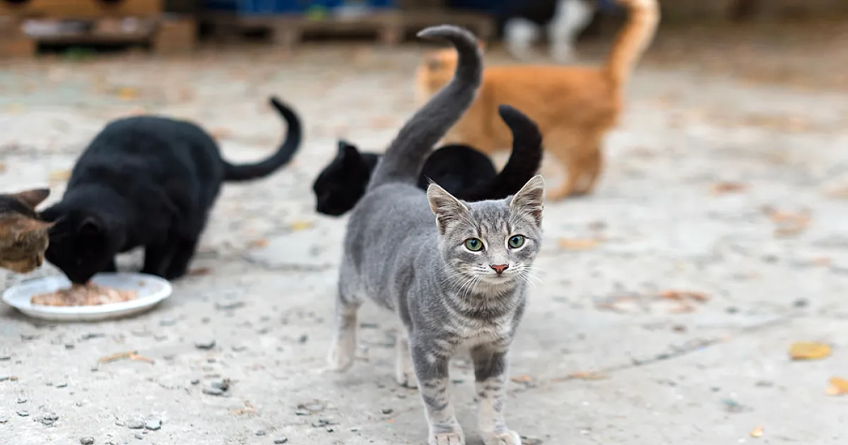 Cyprus Cats Outnumber the Island’s Population
