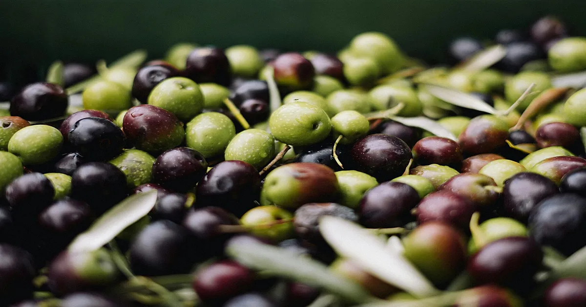 Cyprus Facing Olive Oil Crisis