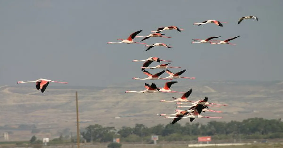 Early Flamingos Arrive in Larnaca as Experts Warn of Declining Numbers