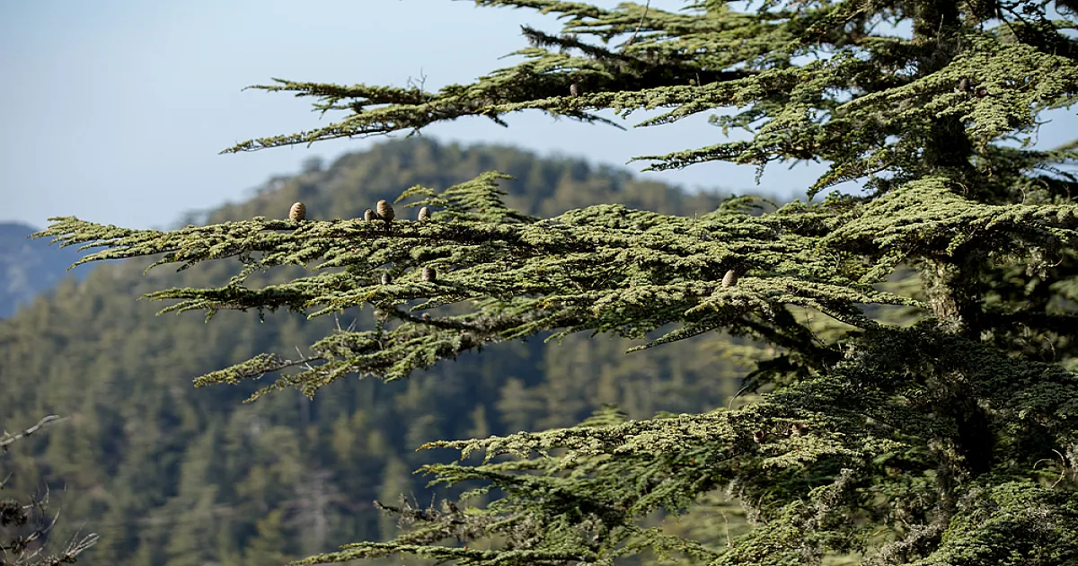 The Cedar Tree – A Valuable Part of Cypriot Heritage