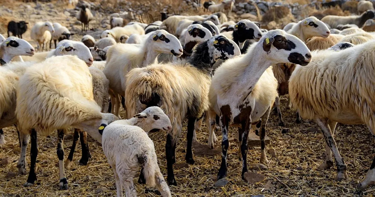 Scientists Support Continued Cattle Culling Due to FMD
