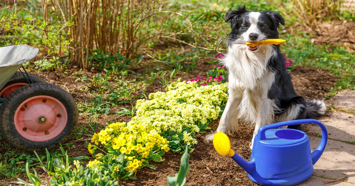 Dog-Safe Plants That Bring Life to the Home and Garden
